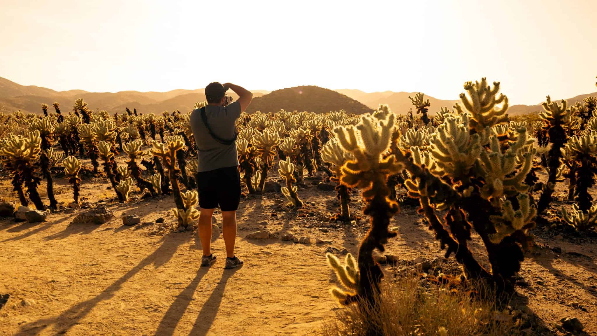 The Best Sunset and Sunrise Spots in Joshua Tree National Park - Katie ...